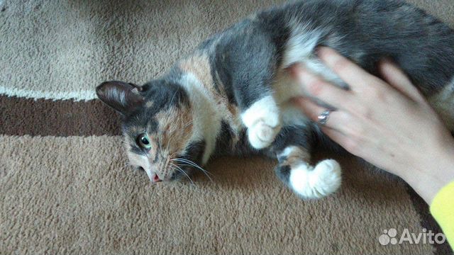 Кошечка Карамелька ищет дом