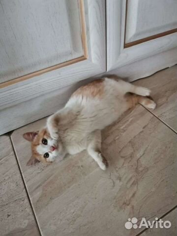 Котик 3,5 месяца