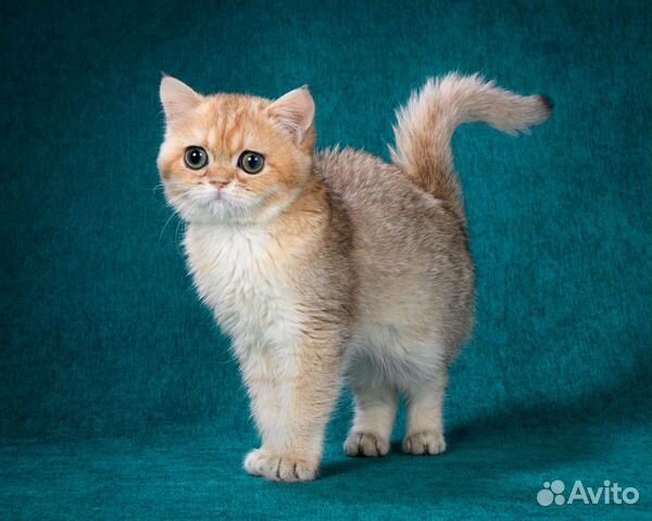 Золото из Британии