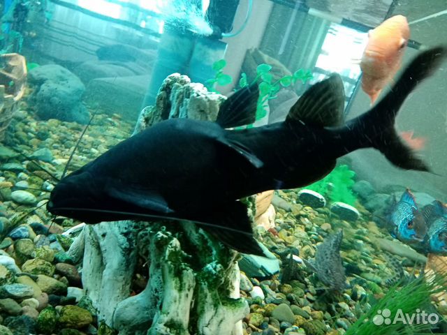Сом-перевыртыш (синодонтис) черный