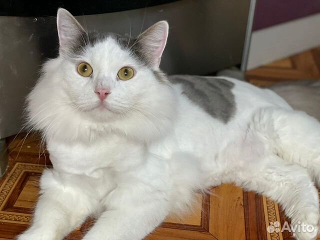 Шикарный пушистый ласковый Хан 1,5 года ищет дом