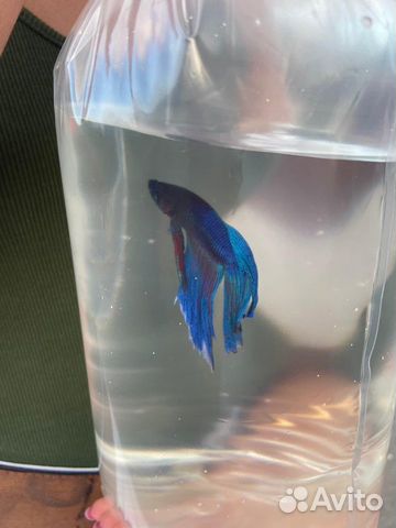 Аквариумные рыбки