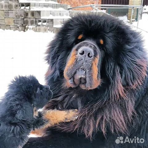 Малыши тибетики