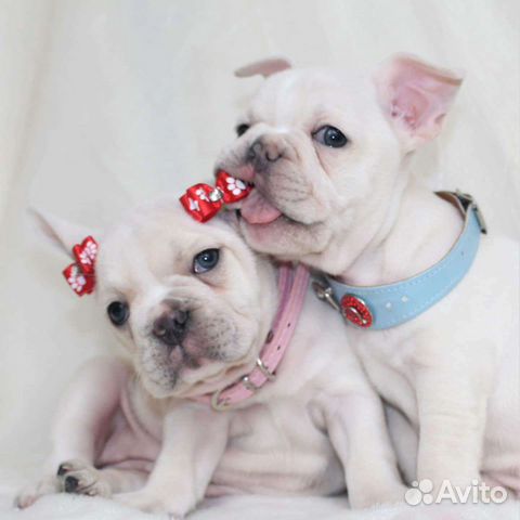 Французский бульдог кремовый окрас
