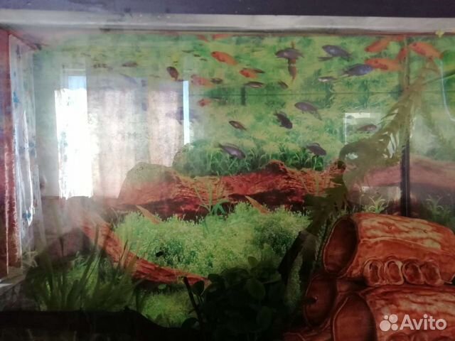 Аквариумные рыбки