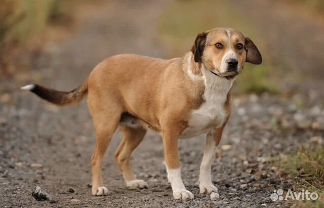 Коротколапик Марфа в дар