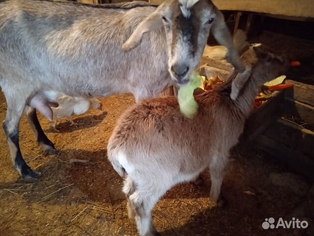 Альпо-нубийцы