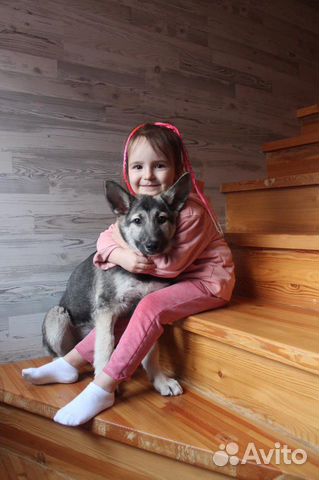 Очаровательный щенок Стефания в добрые руки