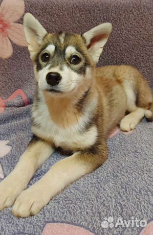 Щенки сибирской хаски