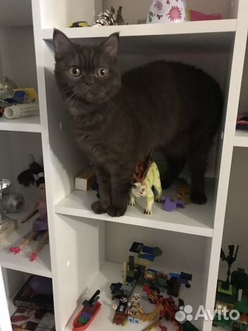 Шоколадная британка на вязку