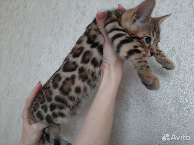 Бенгальская малышка в разведение