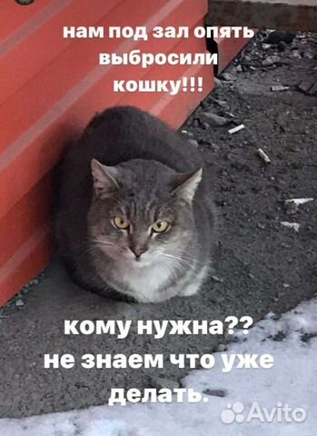 Кошка голубая Сибирская