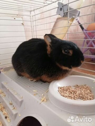 Декоративный кролик ищет жениха