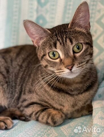 Ласковая красавица девочка Мотя 3 года ищет хозяин