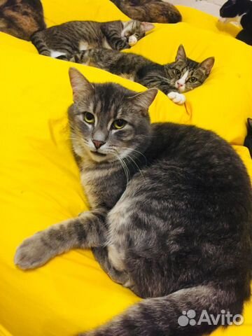 Мускат котик в дар в добрые руки
