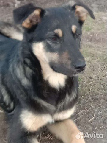 Щенок для Охраны в Добрые,Ответственные руки