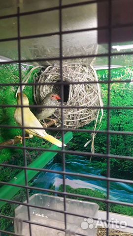 Трoсниковые астрильды