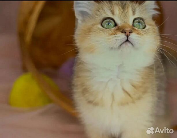 Котенок золотая шиншилла британец