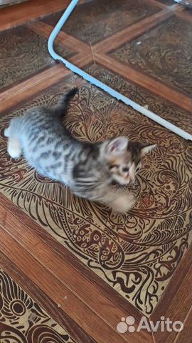 Бенгальские котята