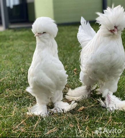 Порода кур султанки