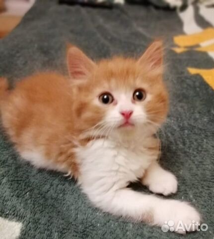 Котенок в добрые руки