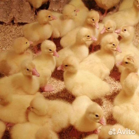 Гусята Линда