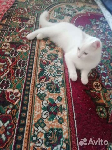 Кошка