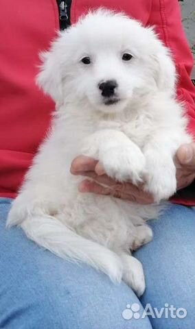 Щеночки от малорослой собаки