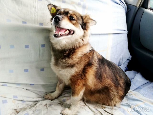 Отдам собаку в добрые руки