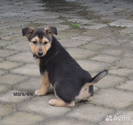 Ищут дом щенки мальчики от Мелких Родителей