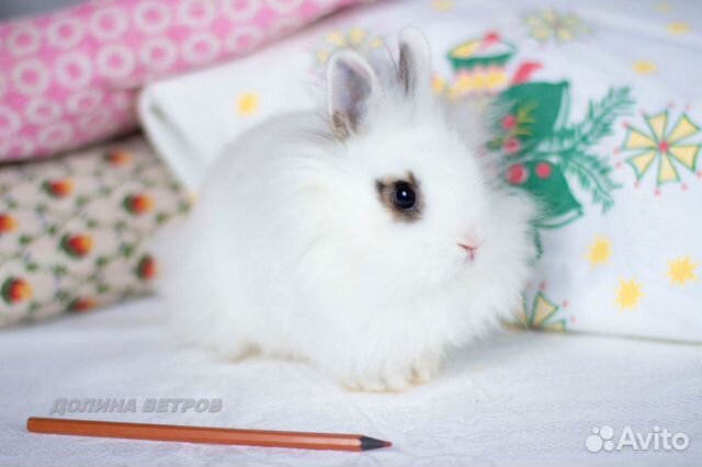 Декоративные крольчата из профессионального питомн