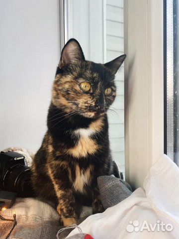 Кошка