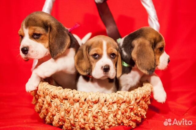 Щенки Бигль