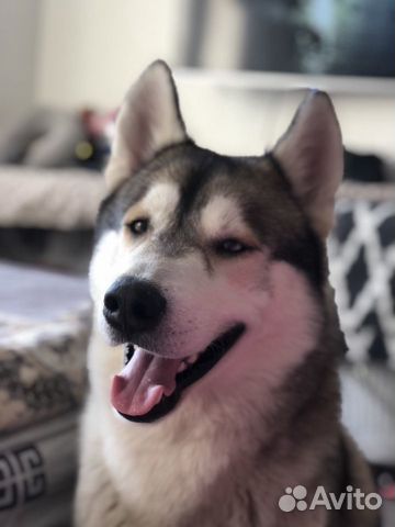 Сибирский хаски