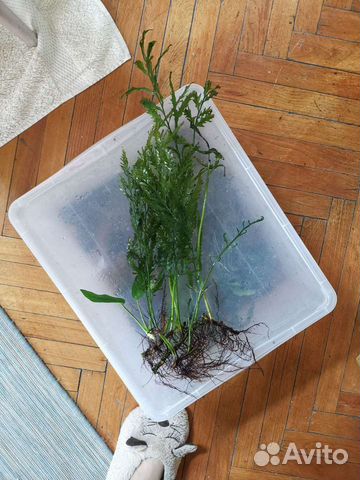 Растения для аквариума