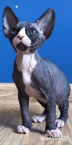 Канадский сфинкс