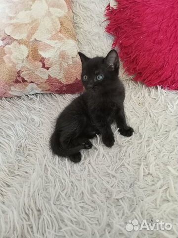 Котенок Баунти