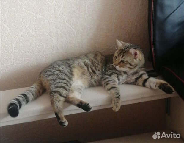 Воспитанный и умный котик в добрые руки