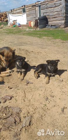 Щенки немецкой овчарки
