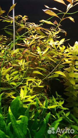 Аквариумные растения