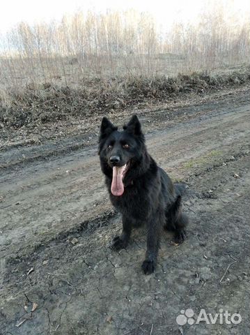 Собаки