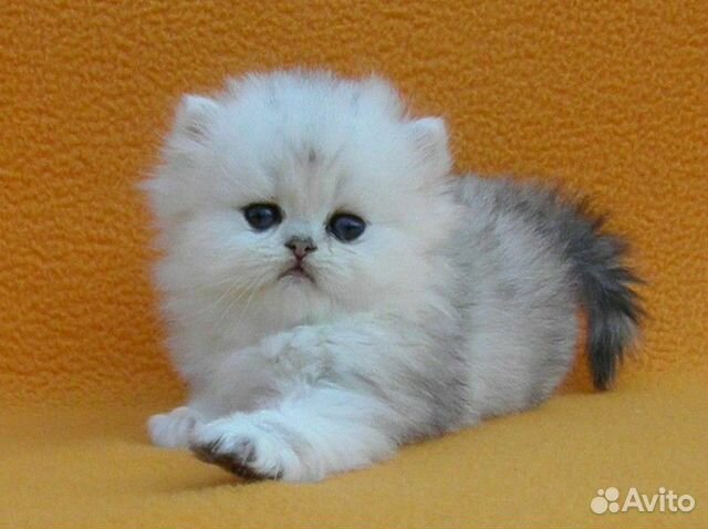 Шикарный котик серебристая шиншилла