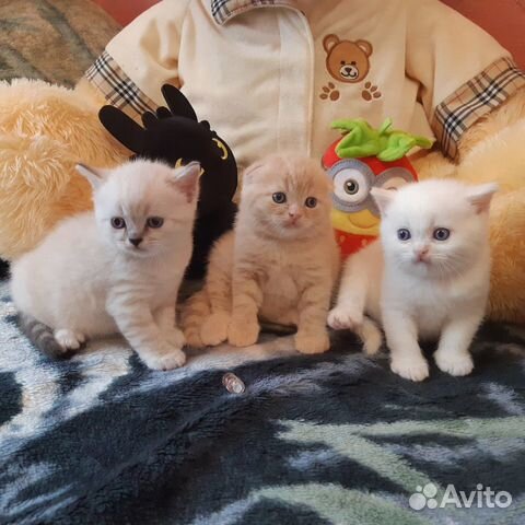 Шотландские котята ищут семью. Бронирование