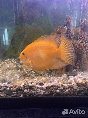 Рыба Попугай Бесплатно отдам