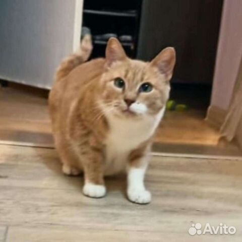 Кошка Алиса 2 года, стерилизована