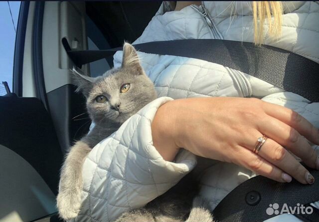 Котята серые красивые бесплатно