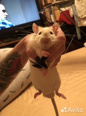 Крысы с клеткой