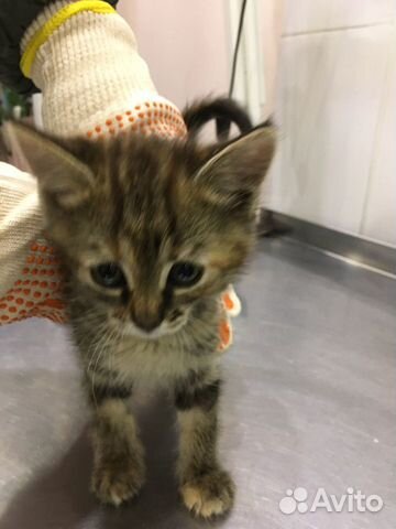 Бездомный котёнок помощь и в добрые руки