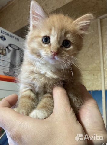 Цапки-царапки