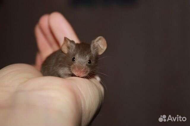 Декоративные мышата-лонги